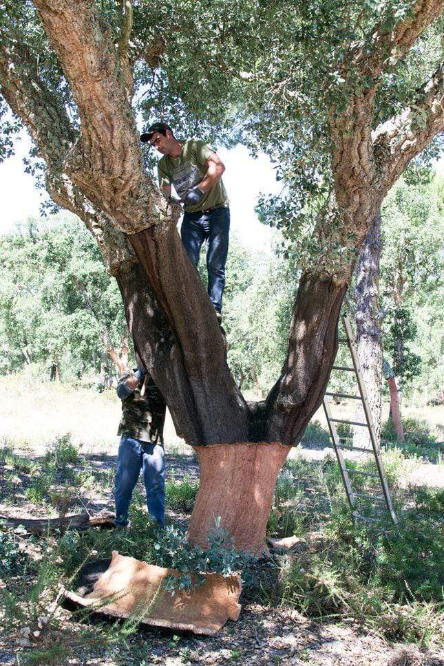 The 6 Stages of the Cork Harvesting Process | Rok Cork